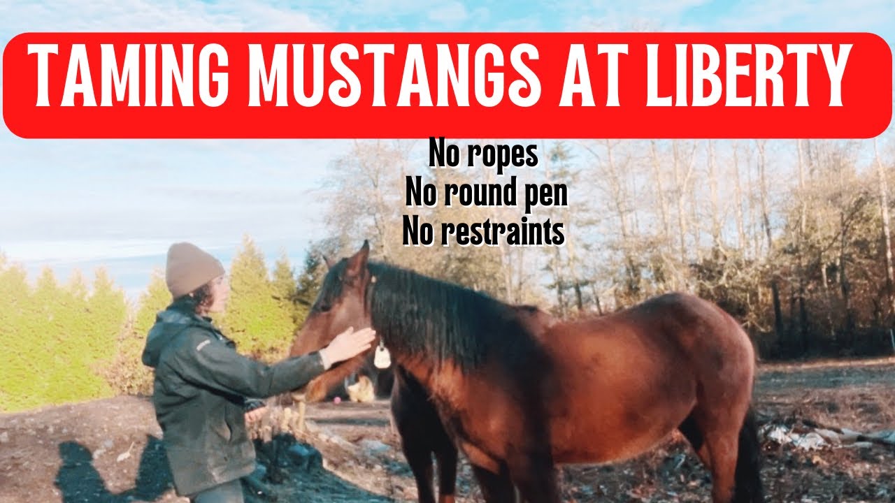 Taming Mustangs At Liberty: Teaching The Hand Target - YouTube
