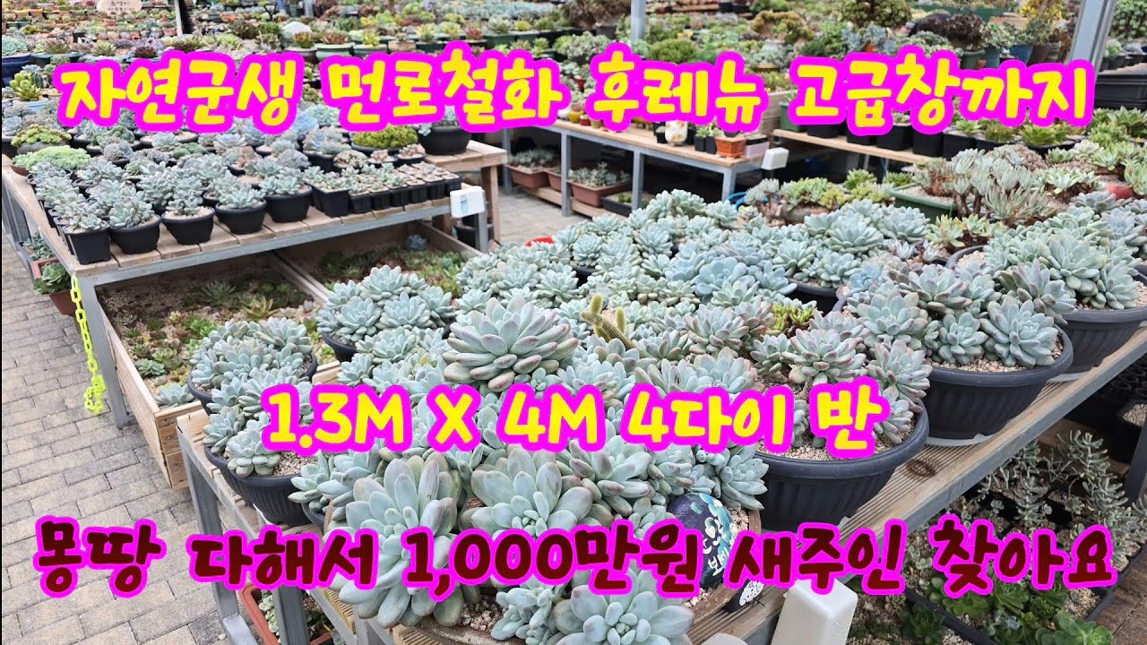 구독자님들 건강 잘 챙기세요 이 많은 다육이들 새로운 주인을 찾아요 전부몽땅 부자제 포함 이많은걸 전부 드립니다 묵둥이 창