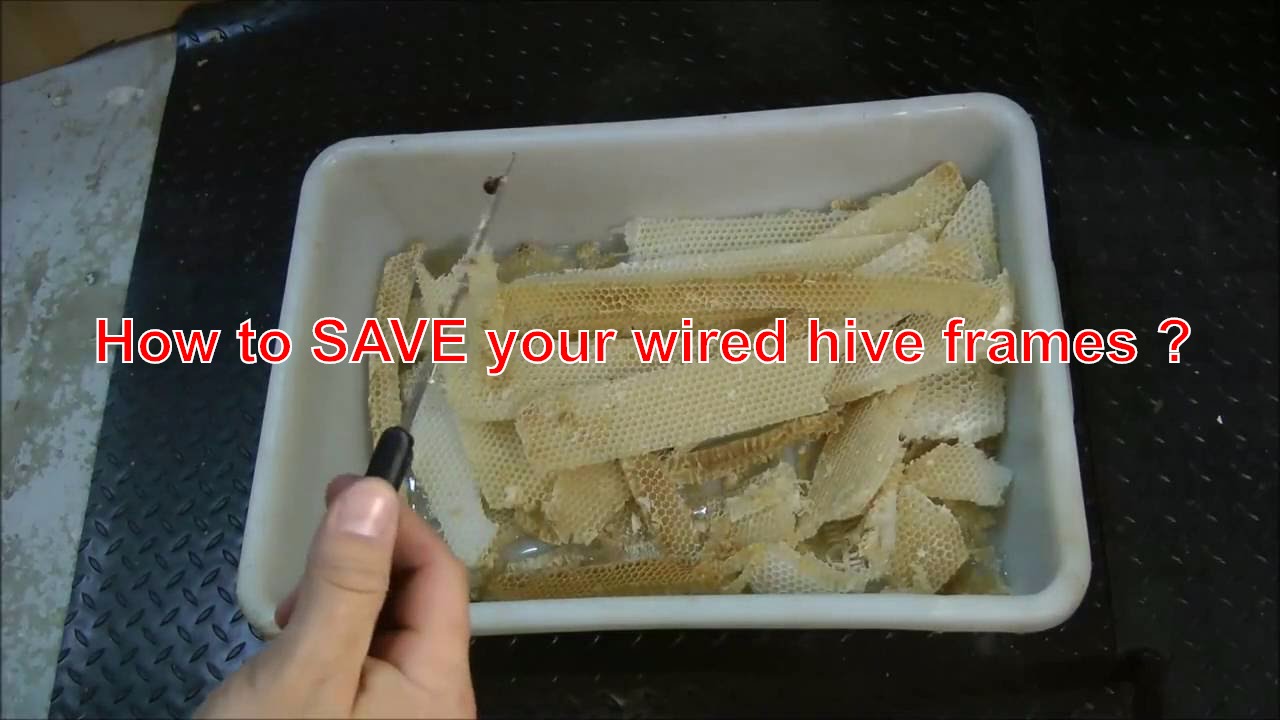 Beekeeping how to SAVE your wired hive frames ? - YouTube