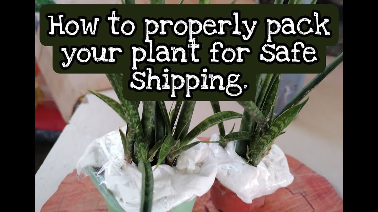 How to properly pack your plant for safe shipping. | shopee shipment ...