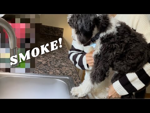 A Mini Sheepadoodle’s Funny Moments - YouTube