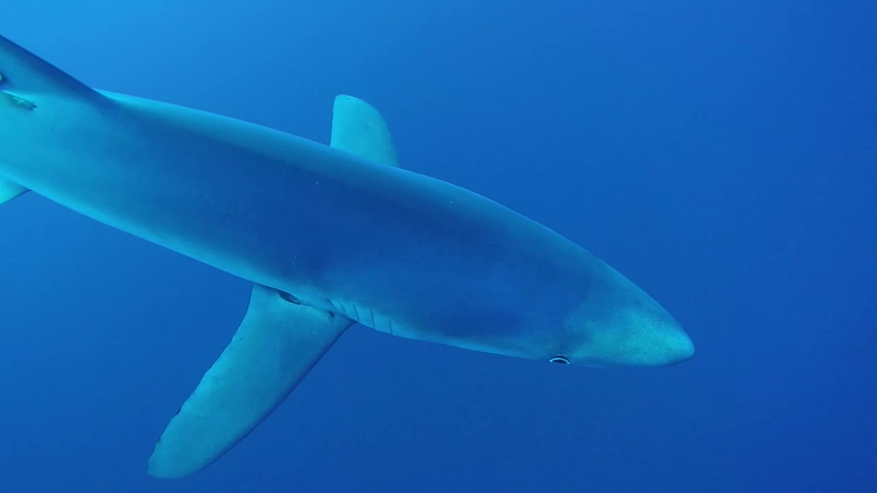 Blue Shark Dive - Azores - Norberto - YouTube