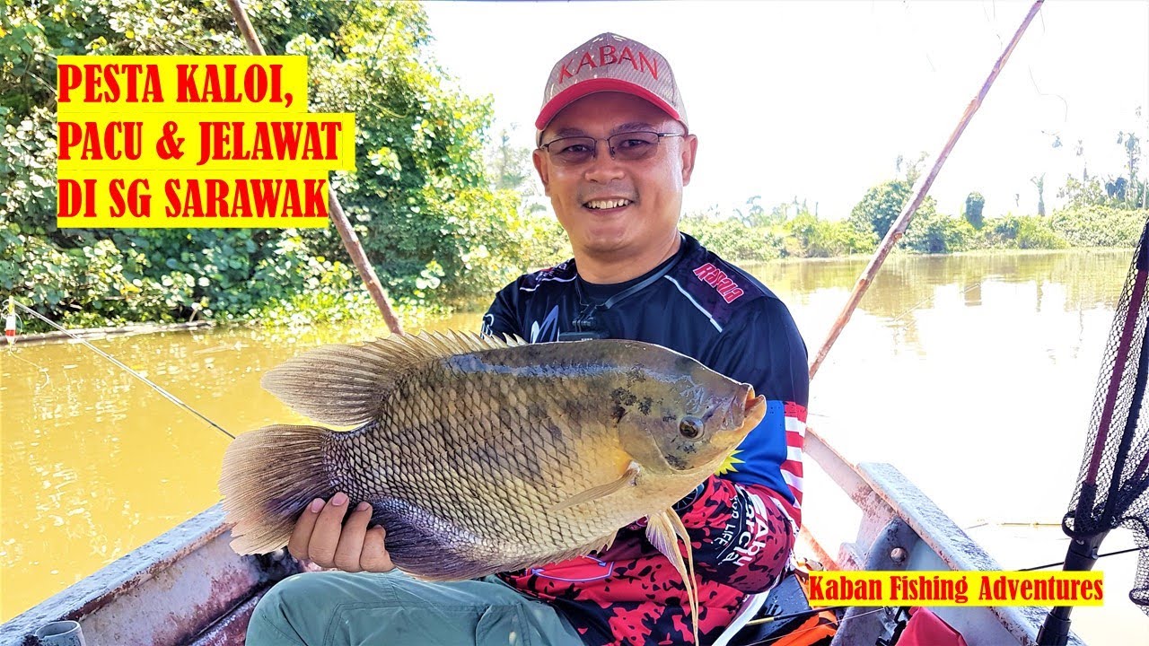 Pesta Kalui, Pacu & Jelawat di Sg Sarawak | River Fishing in Sarawak ...