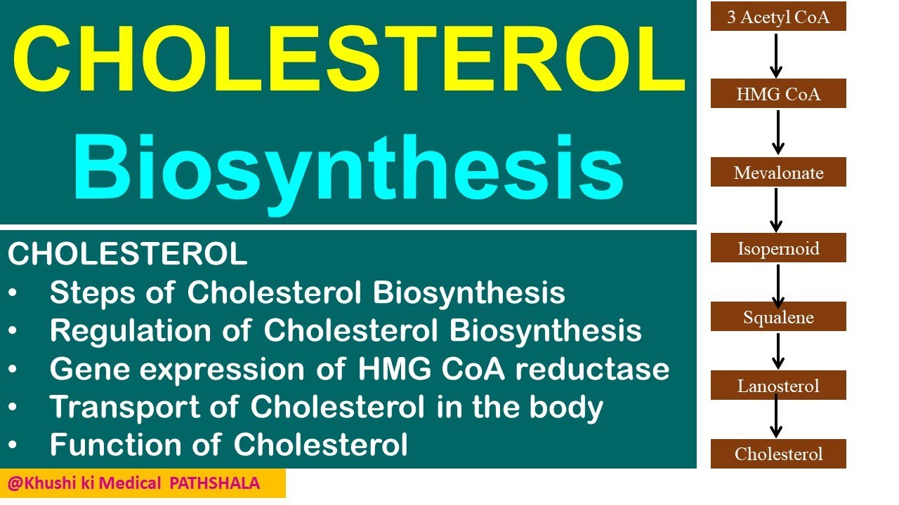 Cholesterol Biosynthesis with simple notes - YouTube