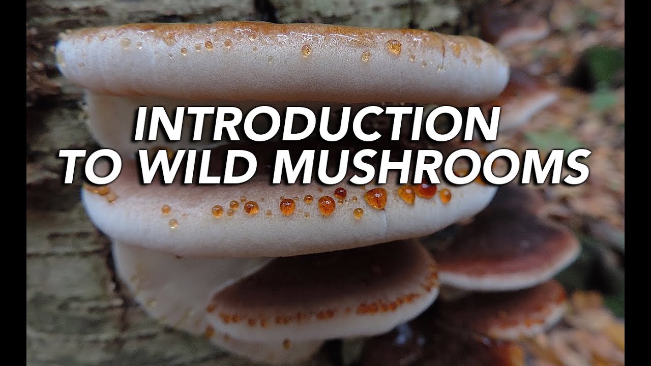 Introduction To Wild Mushrooms with Adam Haritan (Learn Your Land ...