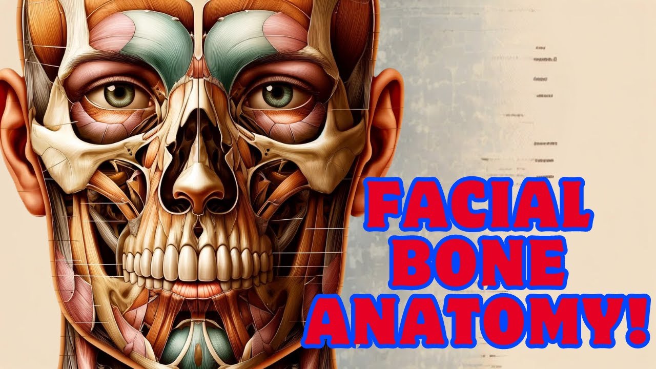 Secrets of Your Face: Explore Facial Bone Anatomy! - YouTube