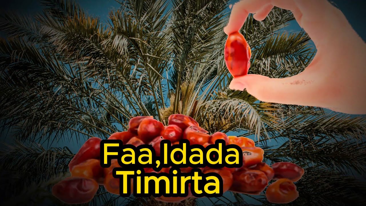 TIMIRTA MAXAA LOOGU AFURAA! - YouTube