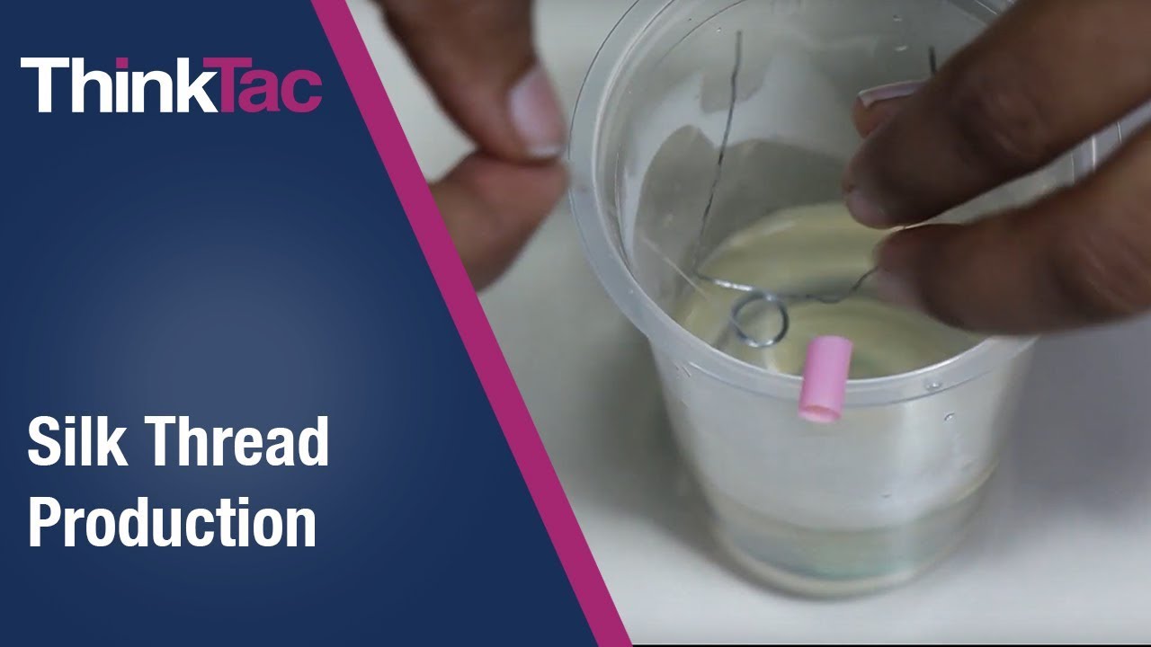 Silk Thread Production | Thinktac - YouTube