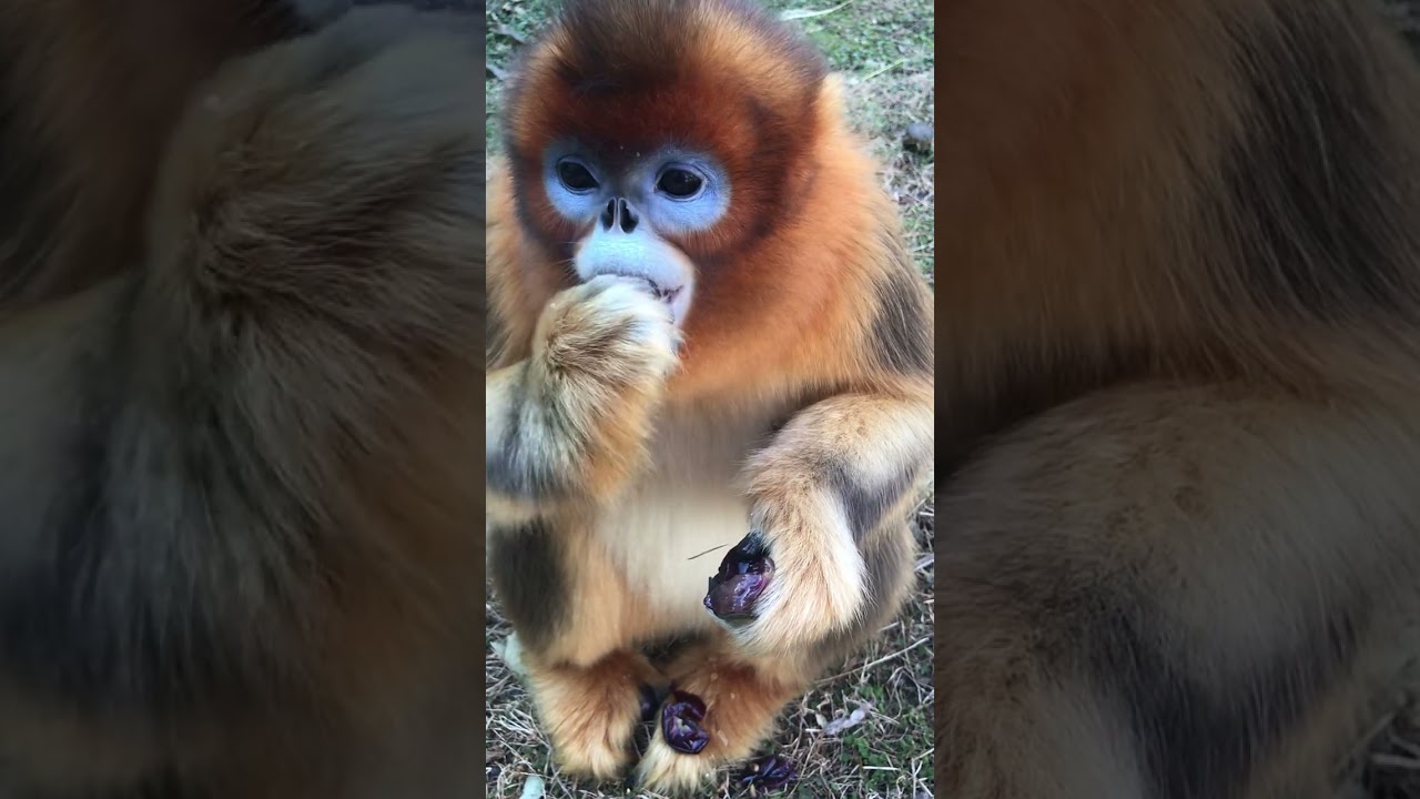 Cute and Lovely monkey, Golden Monkey 金丝猴😘 #238 - YouTube