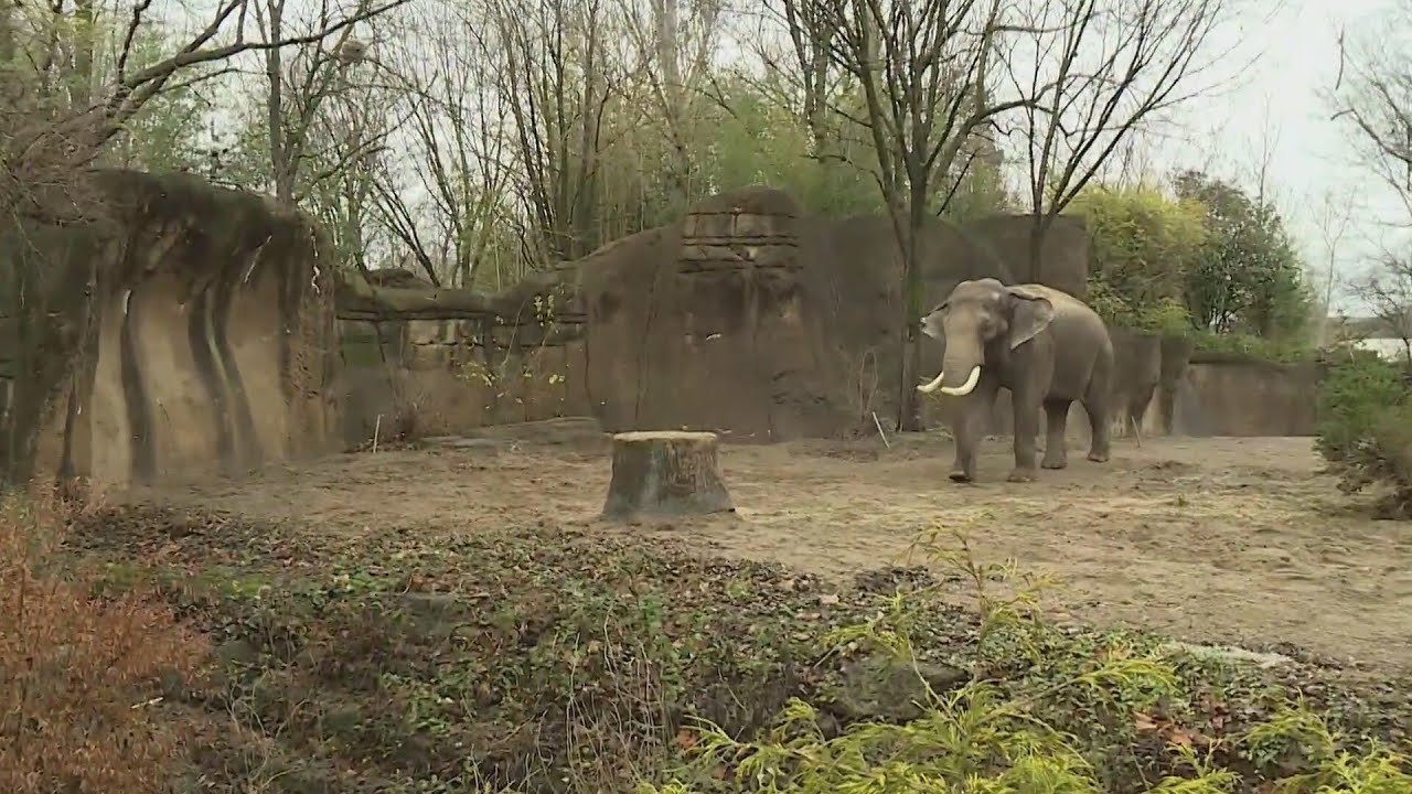 Saint Louis Zoo’s beloved elephant Raja celebrates 32nd birthday - YouTube