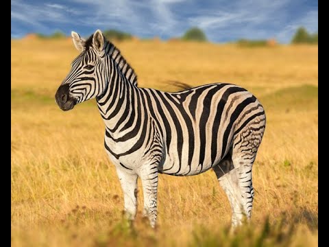 IMPARAGE (ZEBRA) MUKAGERA NATIONAL PARK - YouTube