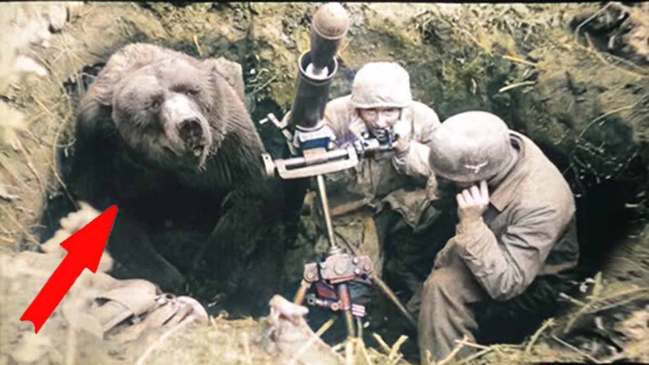 An amazing story about a bear who, along with soldiers, fought in the ...