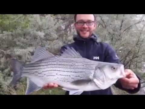 Colorado bass fishing big wiper - YouTube