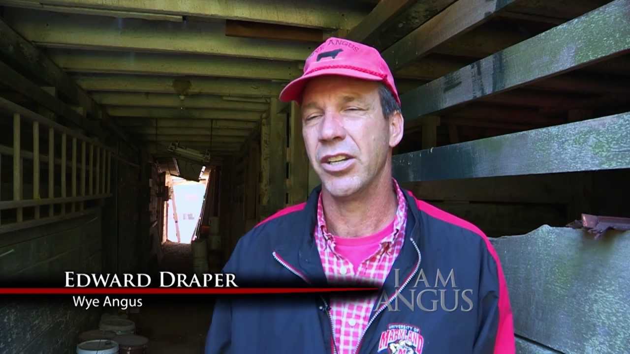 I Am Angus: Wye Angus, Queenstown, Maryland - YouTube