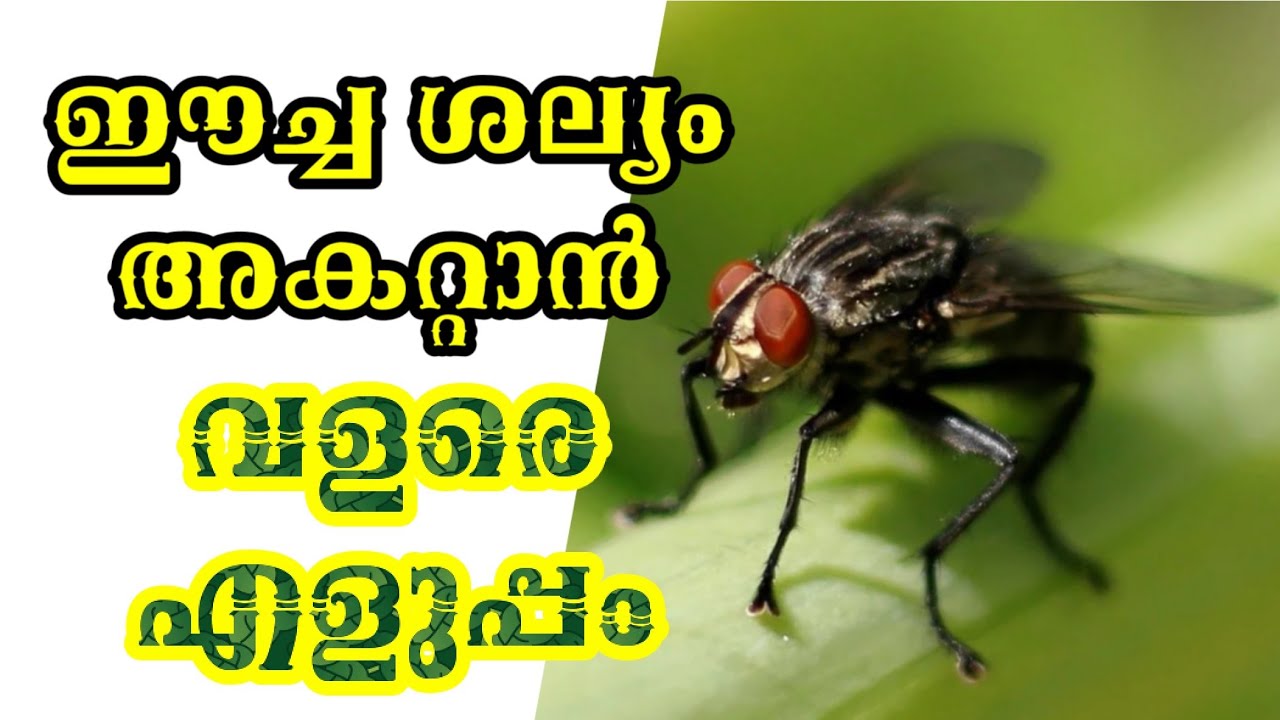 ഈച്ച ശല്യം മാറ്റാം | how to get rid home flies | eecha salyam mattam ...