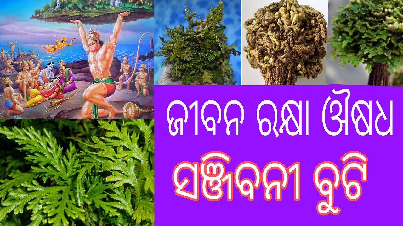 ସଞ୍ଜିବନୀ ବୁଟି। Sanjeevani plant benifits in Odia,Mrit Sanjeevani plant ...