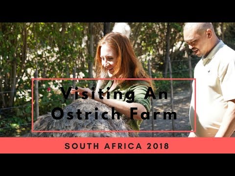 Would you hug an Ostrich? Visiting An Ostrich Farm in Oudtshoorn, South ...