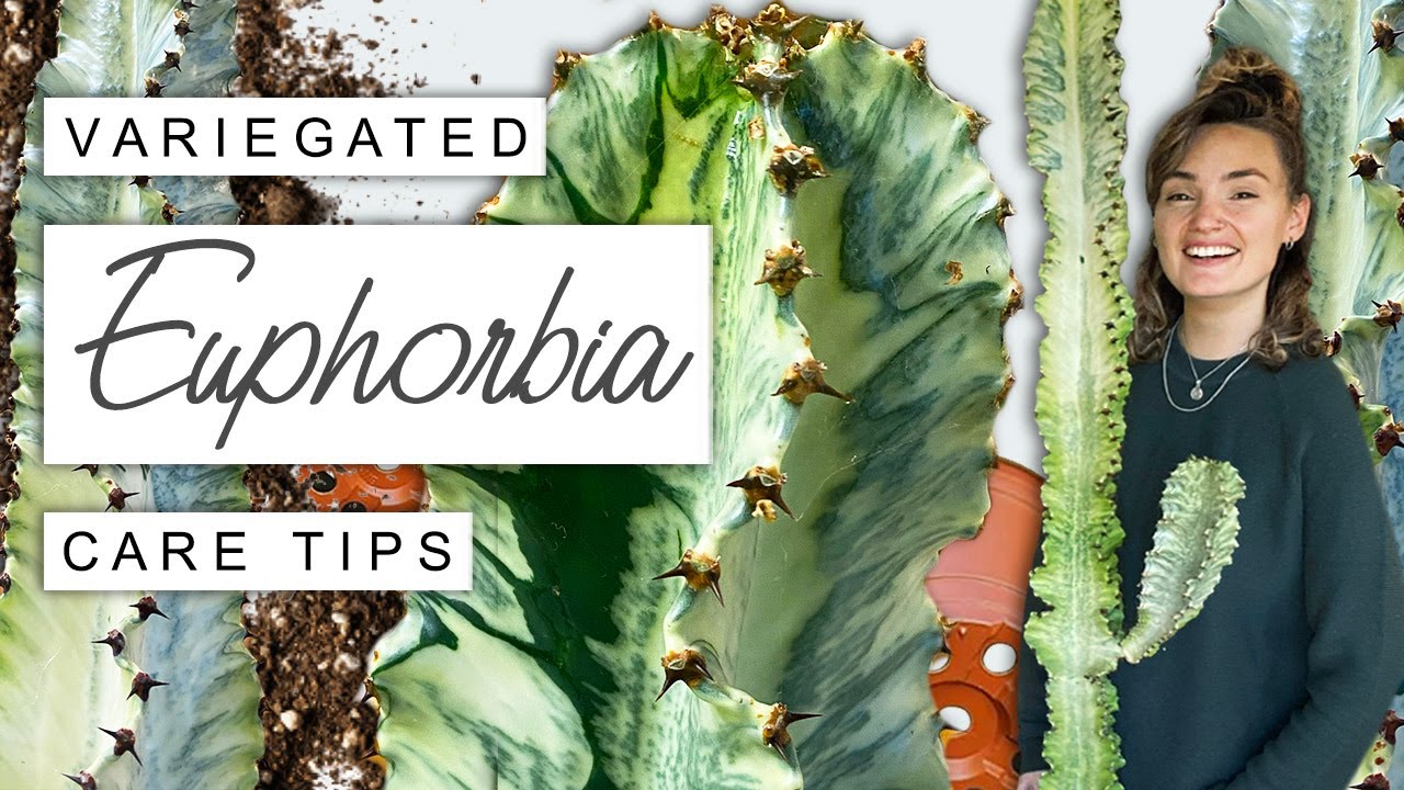 Variegated Euphorbia TIPS TRICKS Complete Care Guide For Euphorbia Variegata YouTube variegated-euphorbia-tips-tricks-complete-care-guide-for-euphorbia-variegata-youtube