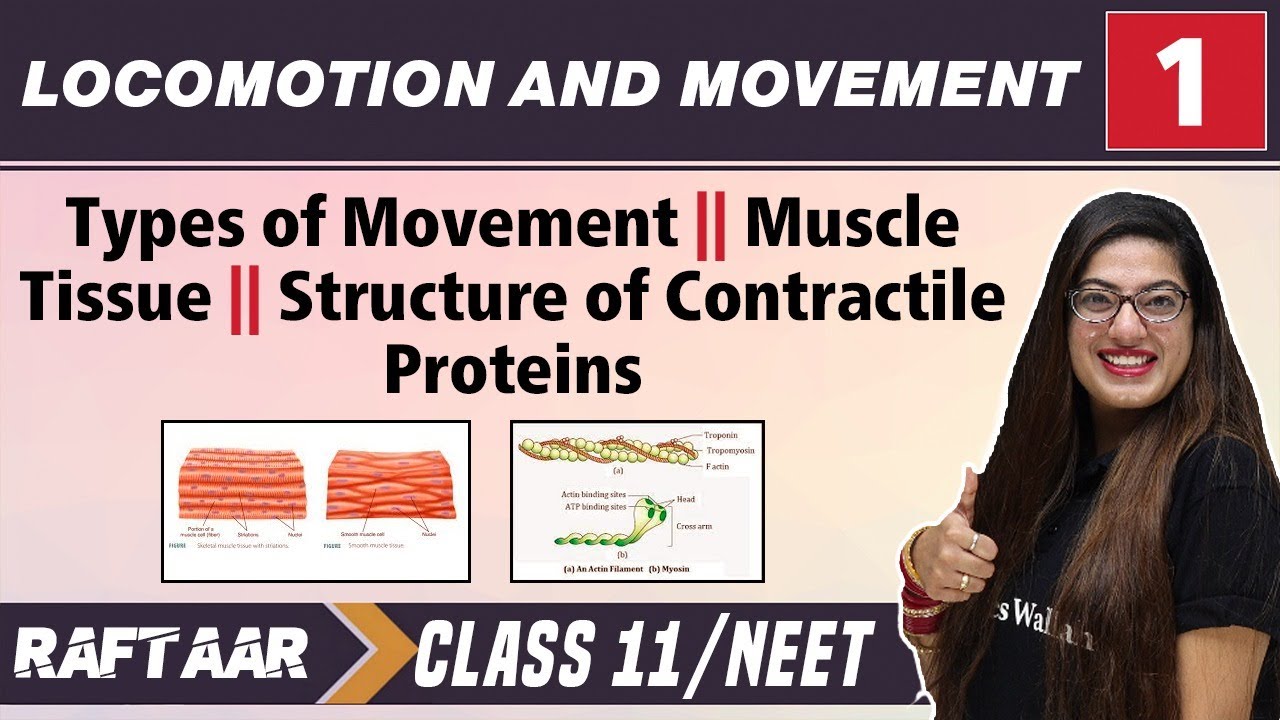 Locomotion and Movement 01 || Type of Movement || Muscle Tissue ...