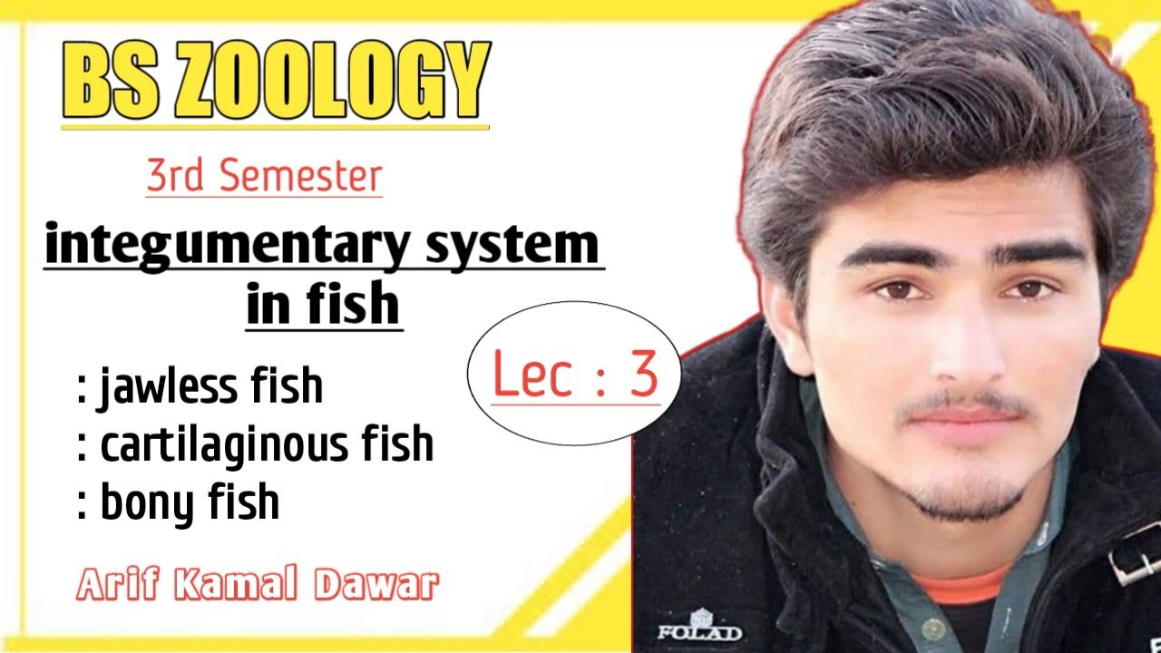 integumentary system of fishes BS zoology | Miller And Harley | Arif ...