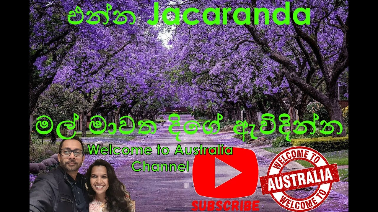 එන්න දම් පාට Jacaranda (ජැකරැන්ඩා) මල් මාවත දිගේ ඇවිදින්න - YouTube
