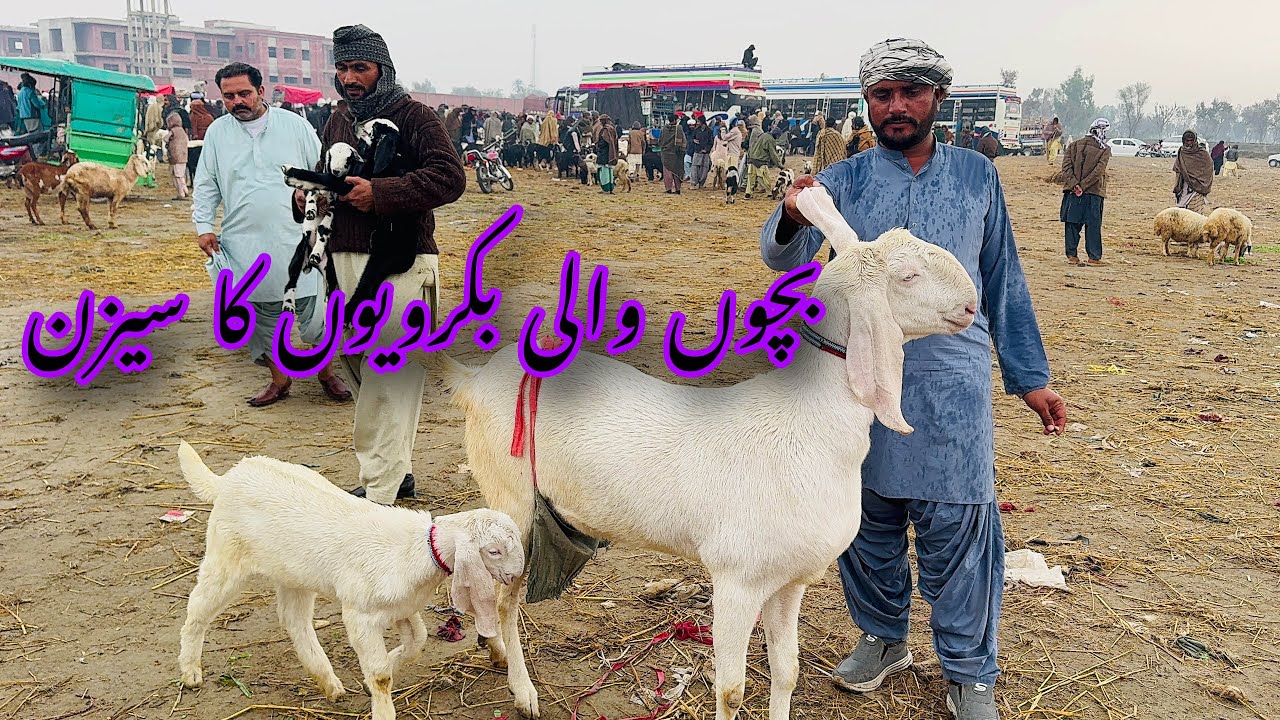 22 January 2025 | Dera ghazi khan bakra Mandi | new update today video | big Mandi Dera ghazi ...