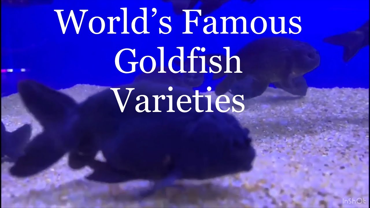 World’s Famous Goldfish Variety | 5 Most Beautiful Goldfish On Planet ...