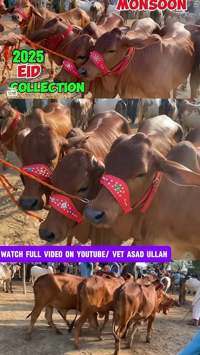 Sahiwal Cows For Eid Collection 2025 | Mandi Vlog | Mini Vlog - YouTube