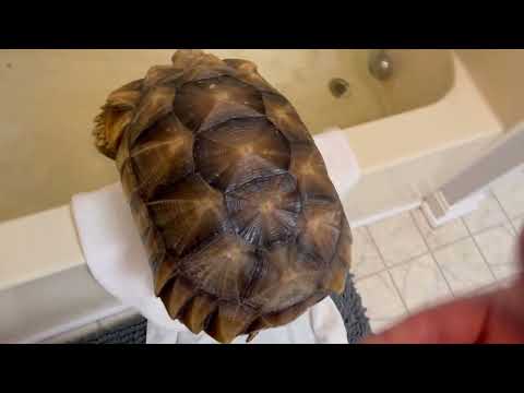 Stump Sulcata Tortoise 2yrs 12th month bath, snack and TV - YouTube