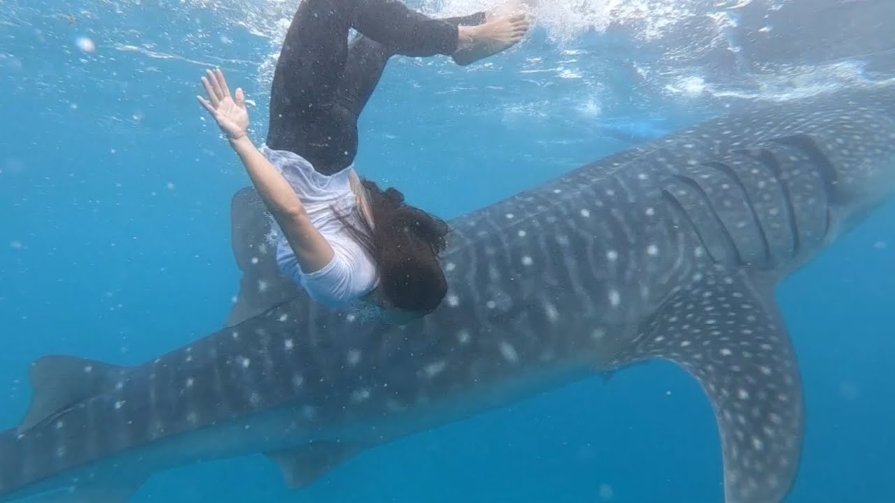 Having fun with whaleshark/butanding at Oslob South Cebu!! - YouTube