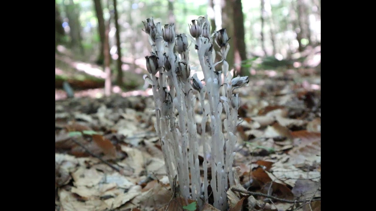 What is Indian Pipe and How to use it - YouTube