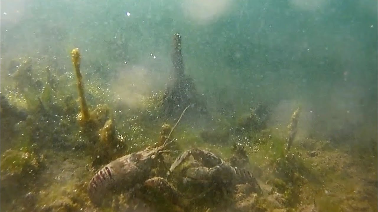 Crayfish - fight in lake / Flusskrebs - Kampf im Teich - YouTube
