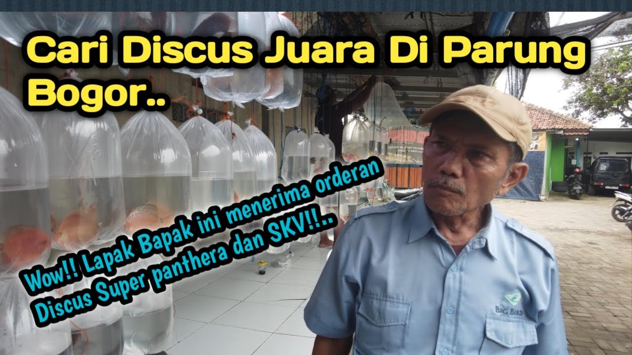 Hunting Discus Juara Di Pasar Ikan Hias Parung - YouTube