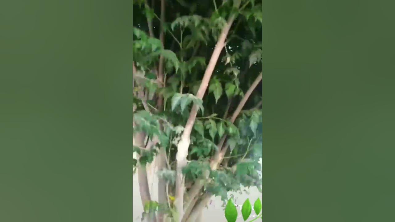 شجرة زنزلخت الشمسية Youtube