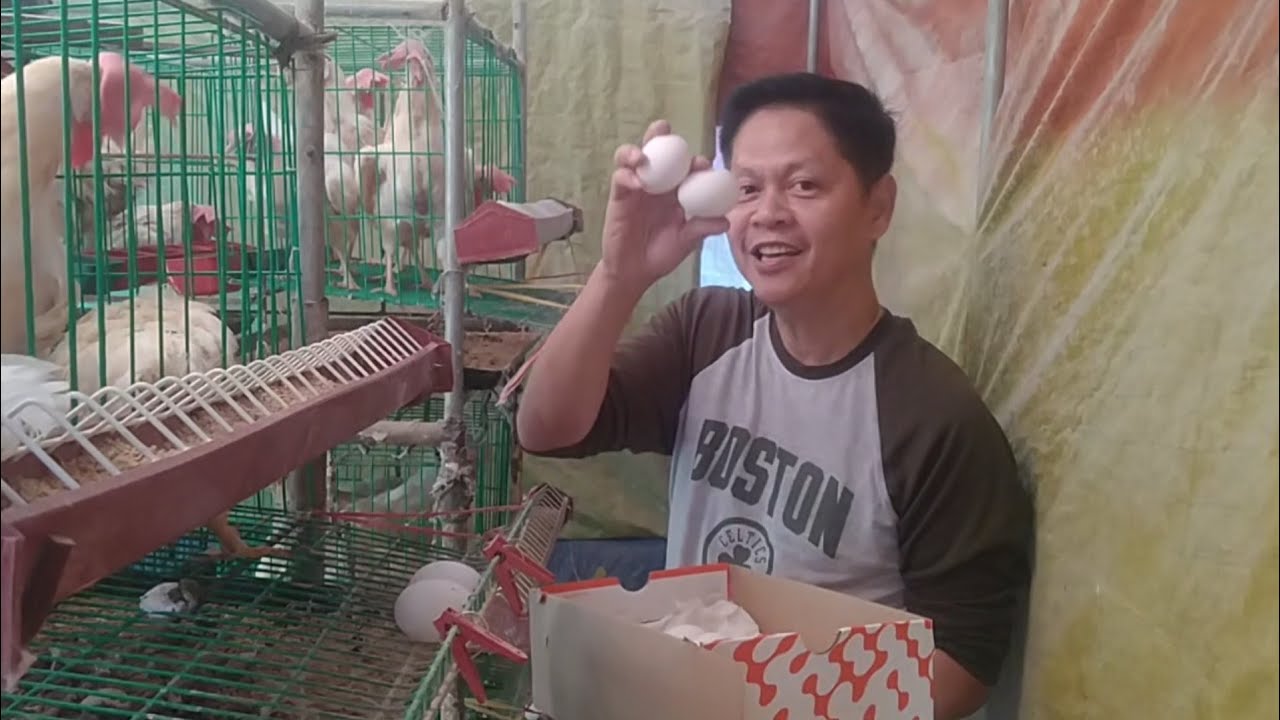 CHICKEN EGG LAYER PICKING HARVESTING - YouTube