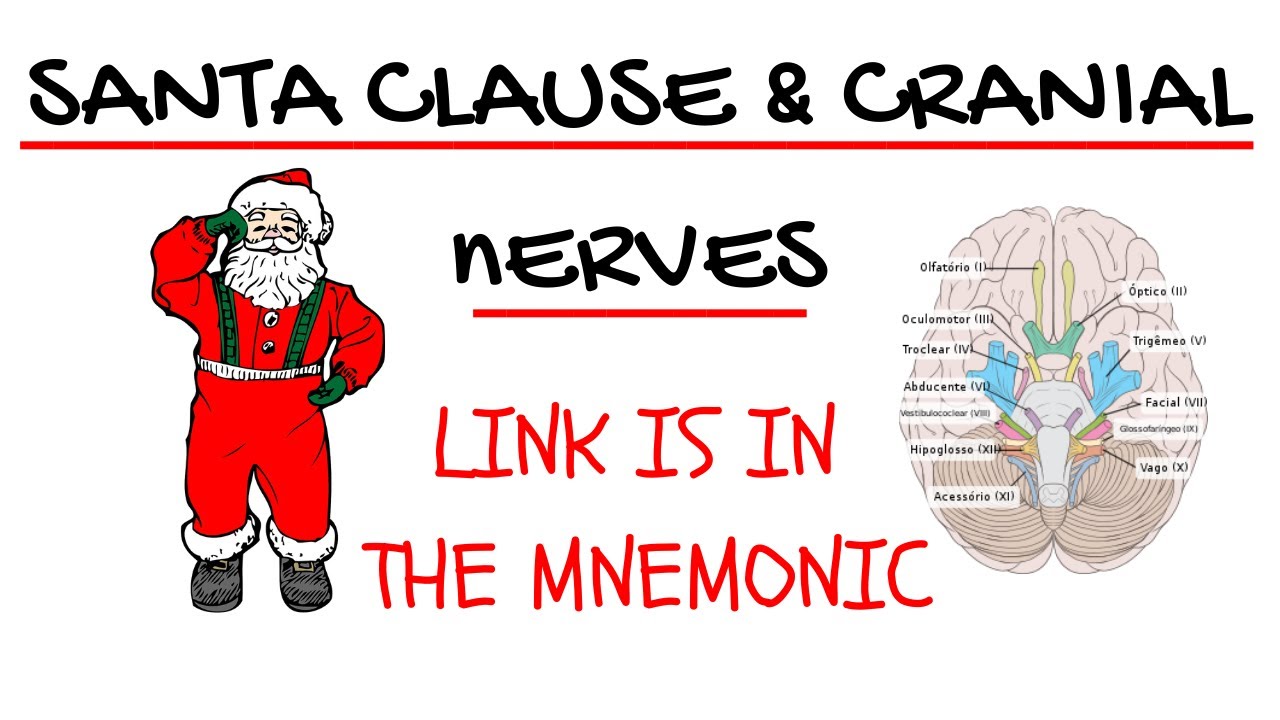 Cranial nerves and Father Christmas - Link is in the Mnemonic - YouTube