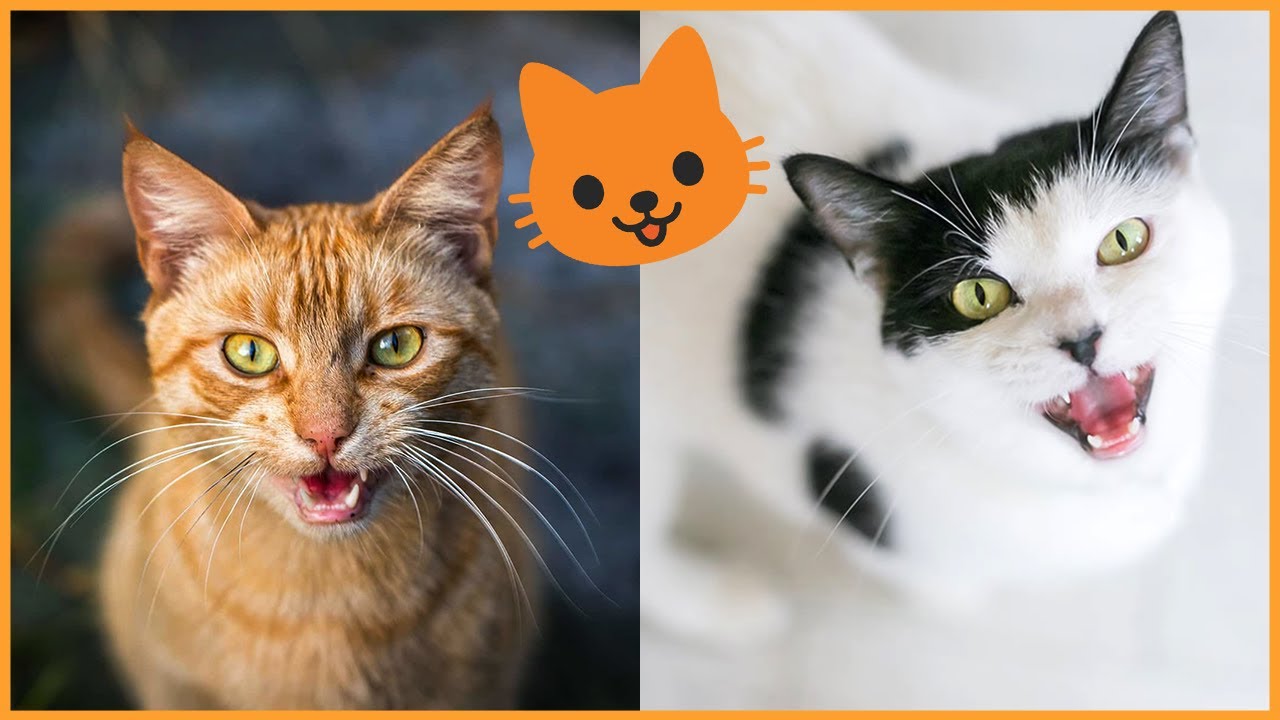 Gatos miando😽 Cats meowing - YouTube