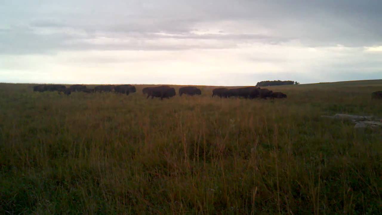 Buffalo at blue mound state park - YouTube