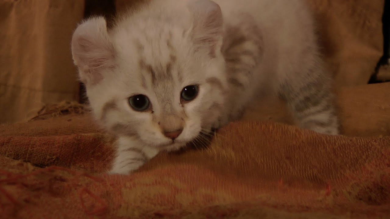 AMAZING - RARE Exotic Hybrid Bobcat with black spots & Stripes - YouTube