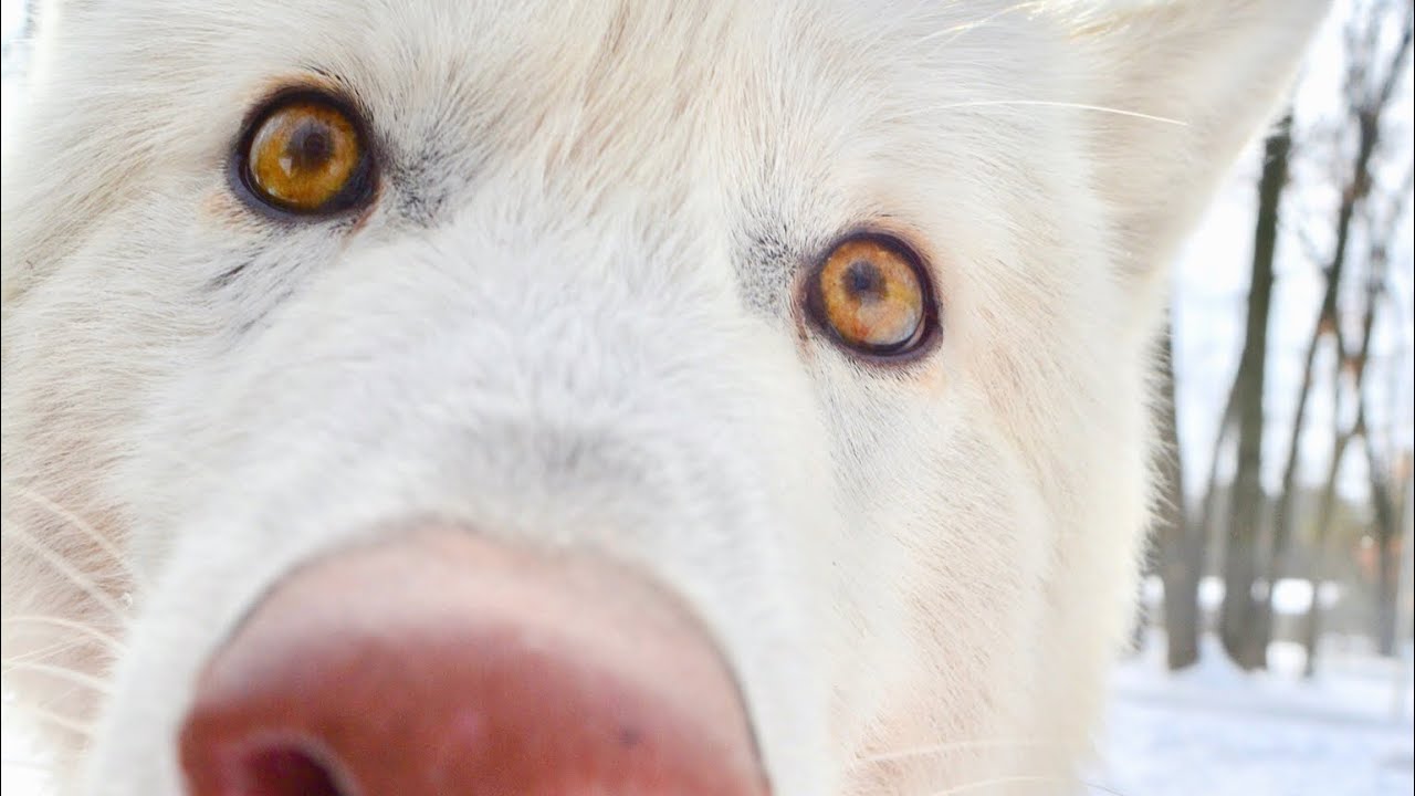 Wolf takes my GoPro - YouTube
