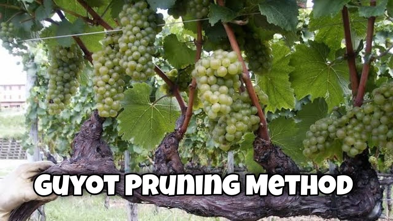 GUYOT PRUNING - Cane Pruning - YouTube