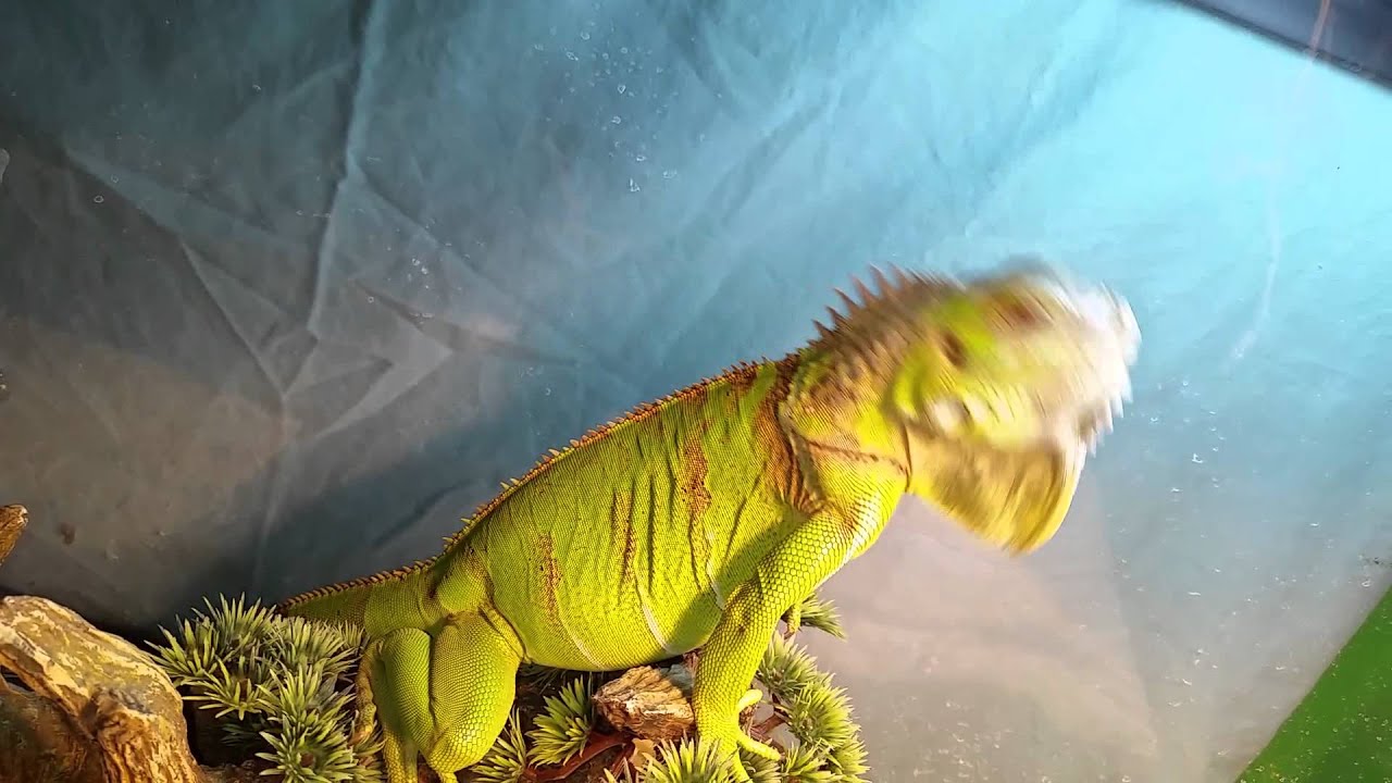 Funny reptiles Iguana - YouTube