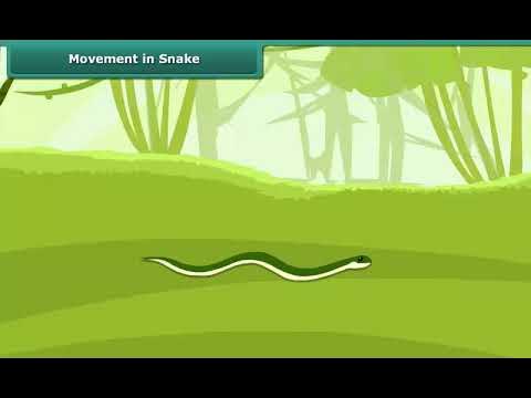 Movement in Snake | Class 6 | Science - YouTube