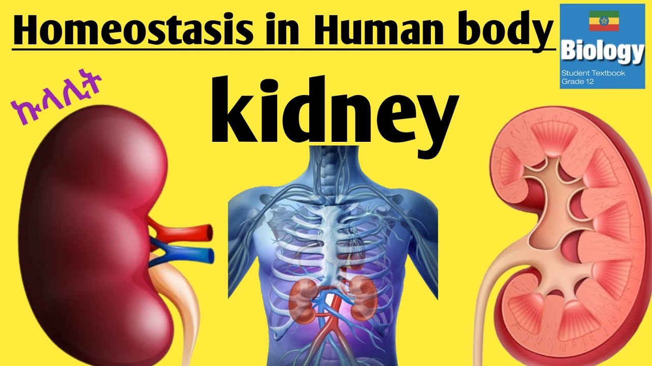 Kidney structure & function: homeostasis in human body: biology grade12 ...