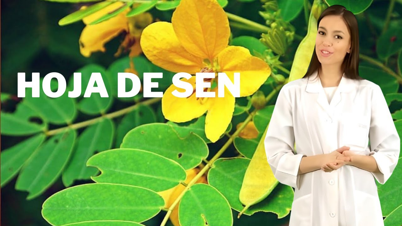 Guía HOJA DE SEN planta medicinal, hoja de sen para qué sirve y cómo ...