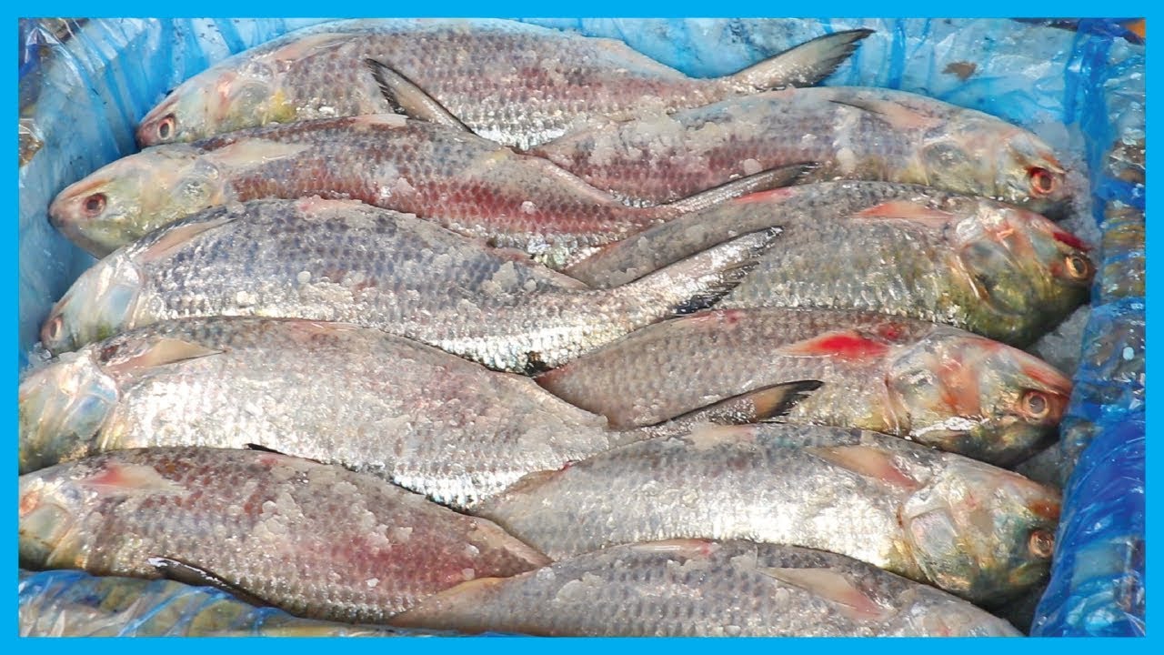 Biggest Hilsa Fish Market (Part 14) - Thousands of Big Hilsa | Fish ...