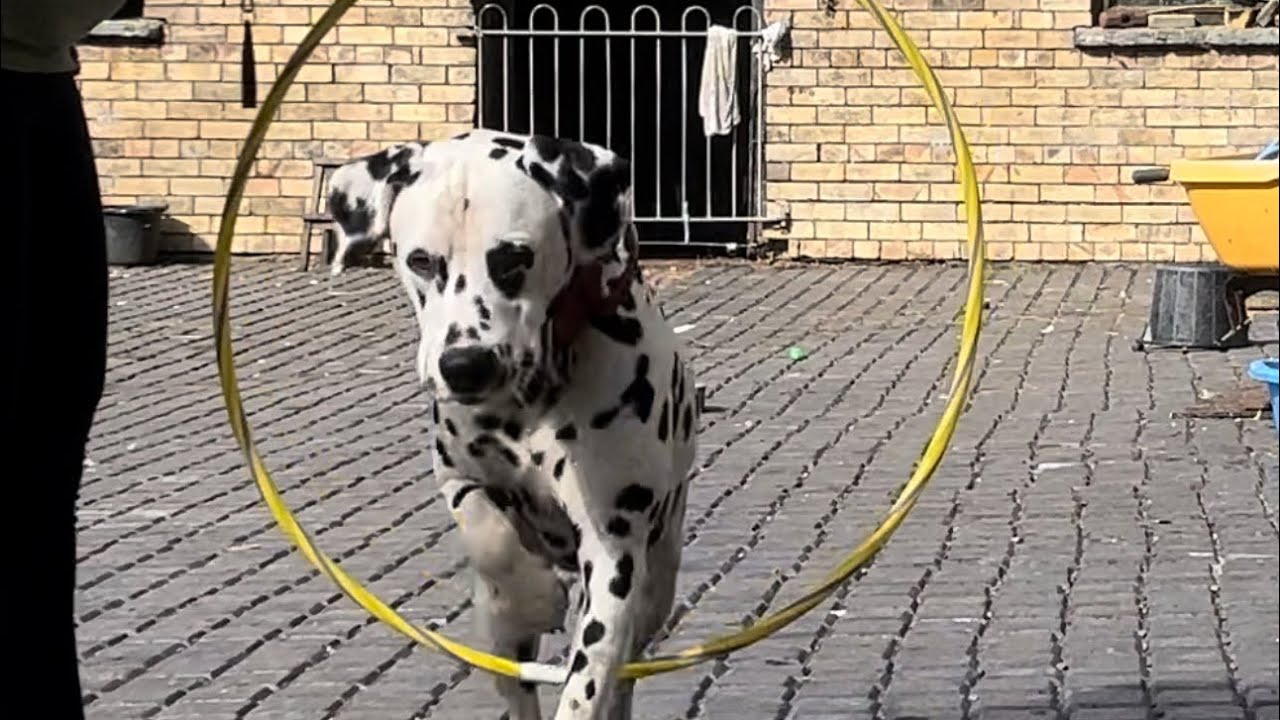 Teach your dog to jump through hoops - YouTube