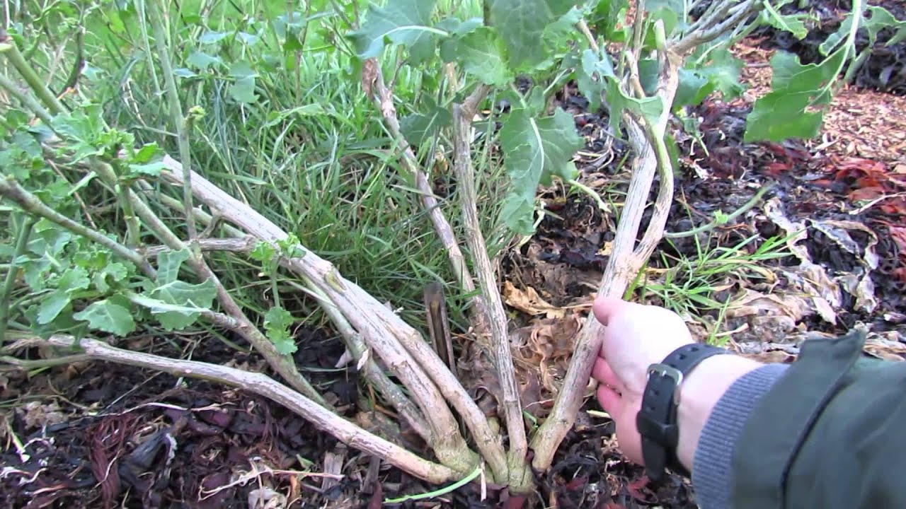 Wild Perennial Cabbage - YouTube