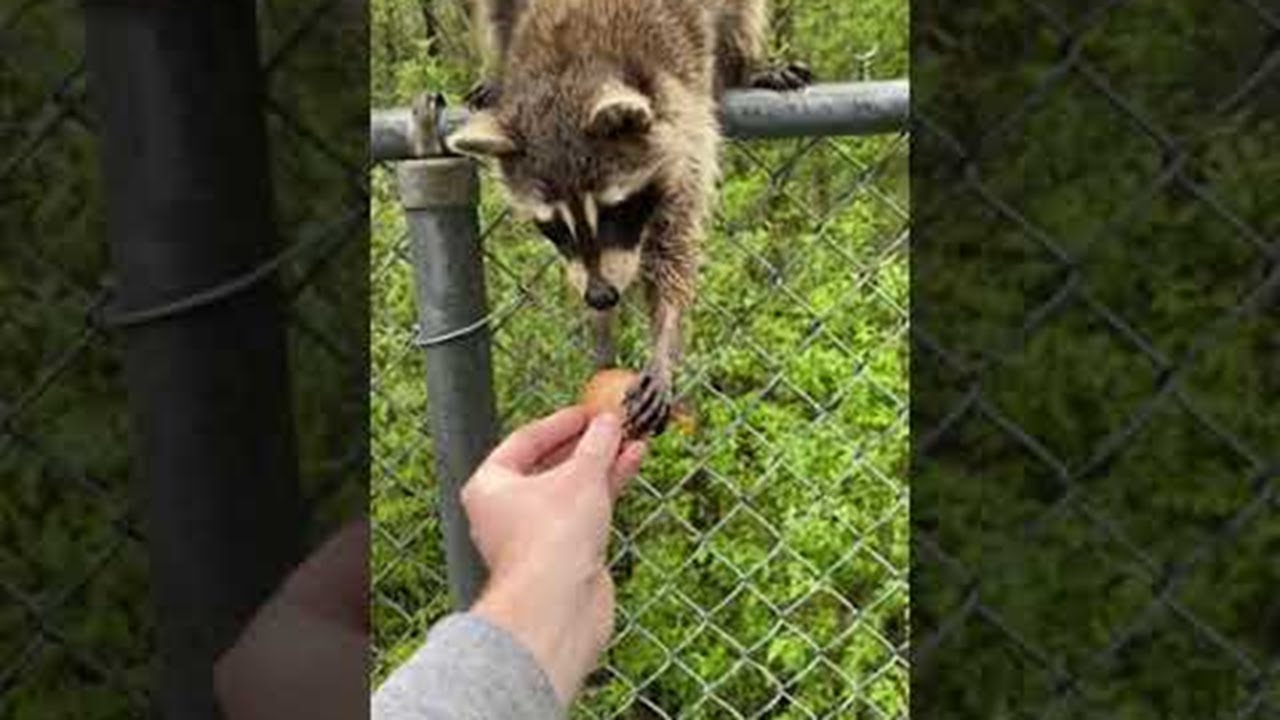 Picky Raccoon Prefers Crackers Over Candy || ViralHog - YouTube
