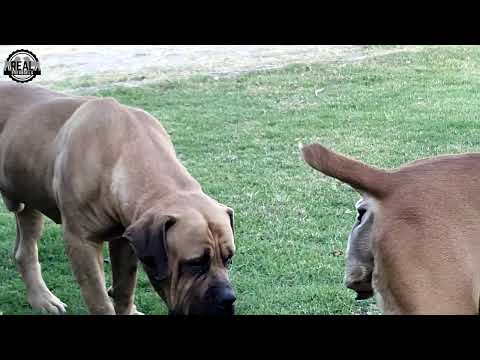 Real Boerboels - My Dog Is Getting Old